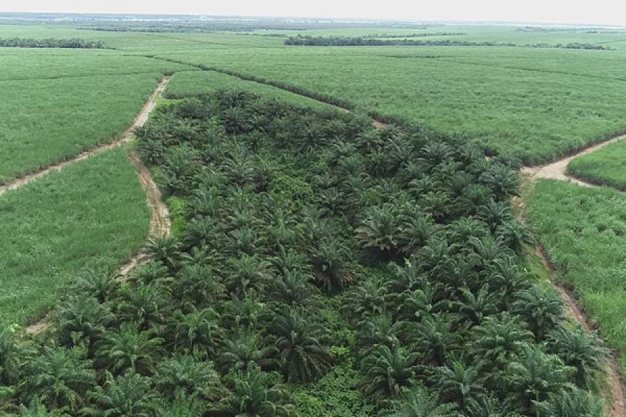 eGIS Mapping Application | EPCS - Palm Oil Plantation Software ...